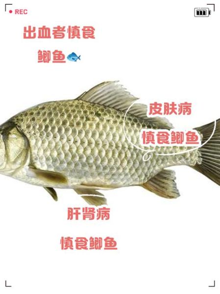 鲫鱼不能和什么一起吃_鲫鱼和哪些食物相克-第2张图片-山城妙识 鲫鱼不能和什么一起吃_鲫鱼和哪些食物相克-第2张图片-山城妙识