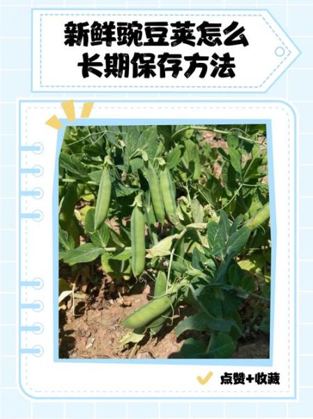 豌豆荚手机助手苹果版怎么用_豌豆荚苹果版下载安装教程-第2张图片-山城妙识 豌豆荚手机助手苹果版怎么用_豌豆荚苹果版下载安装教程-第2张图片-山城妙识