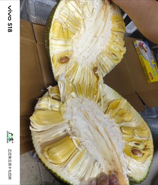 菠萝蜜一天吃多少合适_吃多了会怎样-第3张图片-山城妙识 菠萝蜜一天吃多少合适_吃多了会怎样-第3张图片-山城妙识