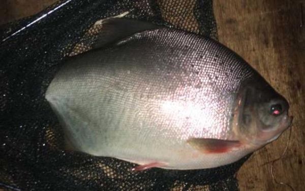 淡水白鲳鱼图片_淡水白鲳鱼怎么分辨真假-第2张图片-山城妙识 淡水白鲳鱼图片_淡水白鲳鱼怎么分辨真假-第2张图片-山城妙识