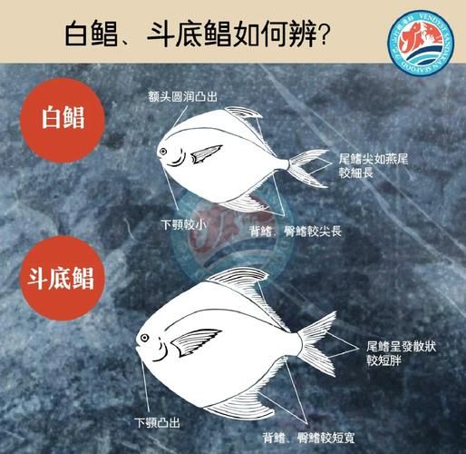 淡水白鲳鱼图片_淡水白鲳鱼怎么分辨真假-第1张图片-山城妙识 淡水白鲳鱼图片_淡水白鲳鱼怎么分辨真假-第1张图片-山城妙识