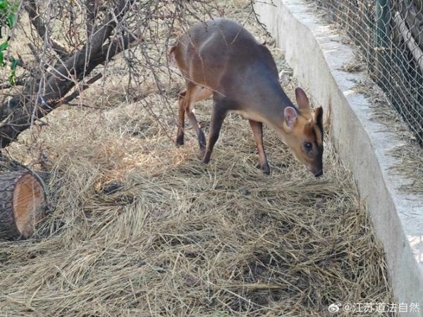 獐子是什么动物_獐子长什么样-第1张图片-山城妙识 獐子是什么动物_獐子长什么样-第1张图片-山城妙识