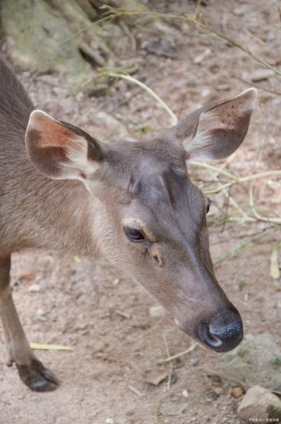 獐子是什么动物_獐子长什么样-第3张图片-山城妙识 獐子是什么动物_獐子长什么样-第3张图片-山城妙识