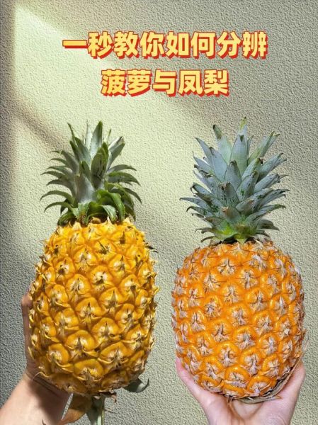 菠萝和凤梨的区别_为什么价格差一倍-第2张图片-山城妙识 菠萝和凤梨的区别_为什么价格差一倍-第2张图片-山城妙识