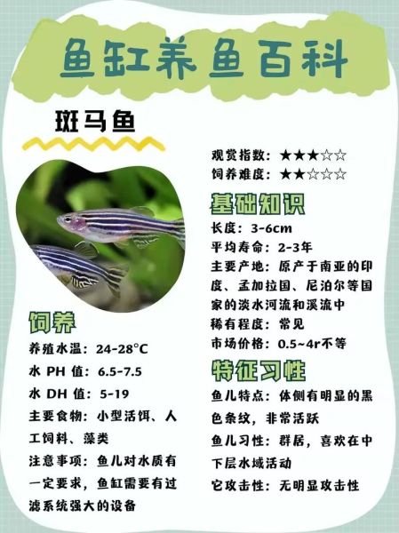 斑马鱼为什么叫流氓鱼_斑马鱼是流氓鱼吗-第2张图片-山城妙识 斑马鱼为什么叫流氓鱼_斑马鱼是流氓鱼吗-第2张图片-山城妙识