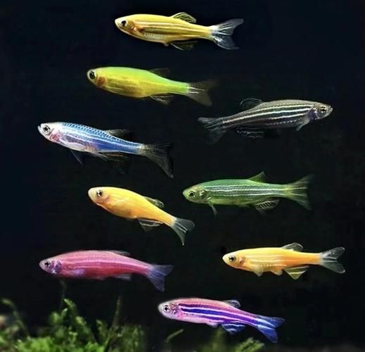 斑马鱼为什么叫流氓鱼_斑马鱼是流氓鱼吗-第3张图片-山城妙识 斑马鱼为什么叫流氓鱼_斑马鱼是流氓鱼吗-第3张图片-山城妙识