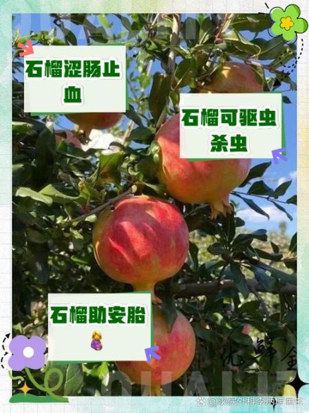 石榴的营养价值_石榴的药用价值有哪些-第3张图片-山城妙识 石榴的营养价值_石榴的药用价值有哪些-第3张图片-山城妙识