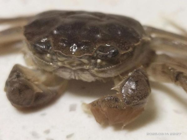 螃蟹休眠和死的区别_如何判断螃蟹是死是活-第2张图片-山城妙识 螃蟹休眠和死的区别_如何判断螃蟹是死是活-第2张图片-山城妙识