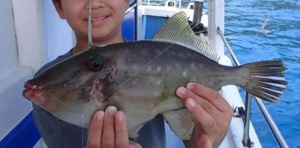 马面鱼是剥皮鱼吗_剥皮鱼和马面鱼的区别-第2张图片-山城妙识