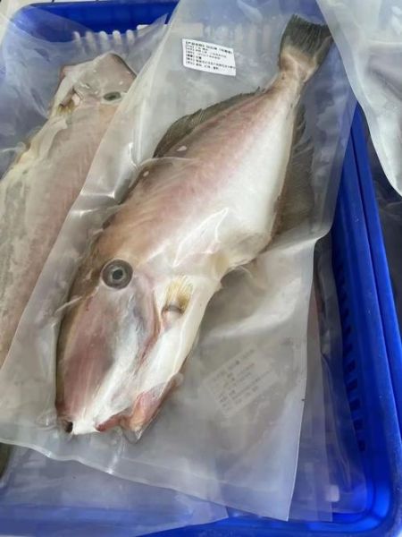 马面鱼是剥皮鱼吗_剥皮鱼和马面鱼的区别-第3张图片-山城妙识