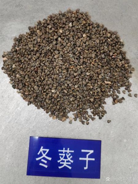 冬葵子与天葵子有什么区别_如何区分冬葵子与天葵子-第1张图片-山城妙识 冬葵子与天葵子有什么区别_如何区分冬葵子与天葵子-第1张图片-山城妙识