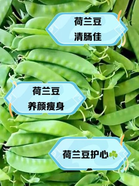 荷兰豆有毒吗_荷兰豆生吃会中毒吗-第2张图片-山城妙识 荷兰豆有毒吗_荷兰豆生吃会中毒吗-第2张图片-山城妙识