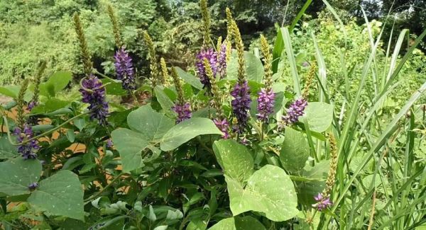 野生葛根树长什么样_如何辨别真假葛根藤-第3张图片-山城妙识 野生葛根树长什么样_如何辨别真假葛根藤-第3张图片-山城妙识