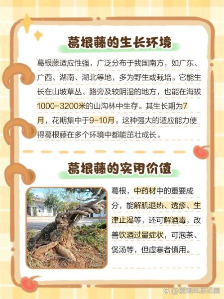 野生葛根树长什么样_如何辨别真假葛根藤-第2张图片-山城妙识 野生葛根树长什么样_如何辨别真假葛根藤-第2张图片-山城妙识