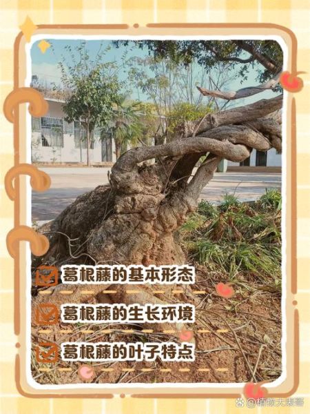 野生葛根树长什么样_如何辨别真假葛根藤-第1张图片-山城妙识 野生葛根树长什么样_如何辨别真假葛根藤-第1张图片-山城妙识