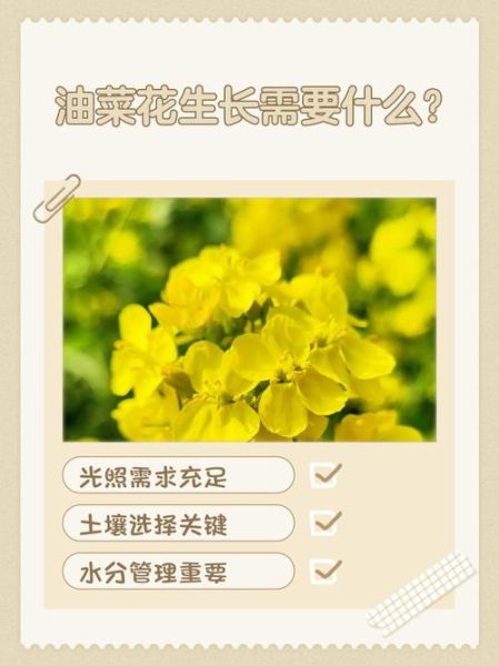 春季油菜花种植时间_油菜花春季管理要点-第1张图片-山城妙识 春季油菜花种植时间_油菜花春季管理要点-第1张图片-山城妙识