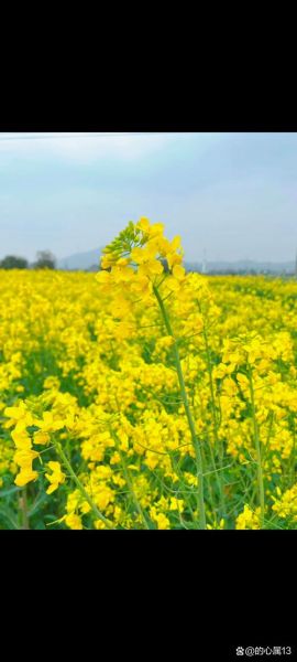 春季油菜花种植时间_油菜花春季管理要点-第3张图片-山城妙识 春季油菜花种植时间_油菜花春季管理要点-第3张图片-山城妙识