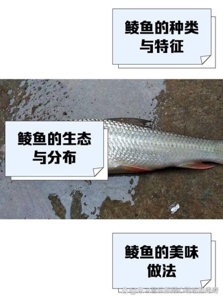 鲮鱼价格多少钱一斤_鲮鱼价格为何波动大-第1张图片-山城妙识 鲮鱼价格多少钱一斤_鲮鱼价格为何波动大-第1张图片-山城妙识