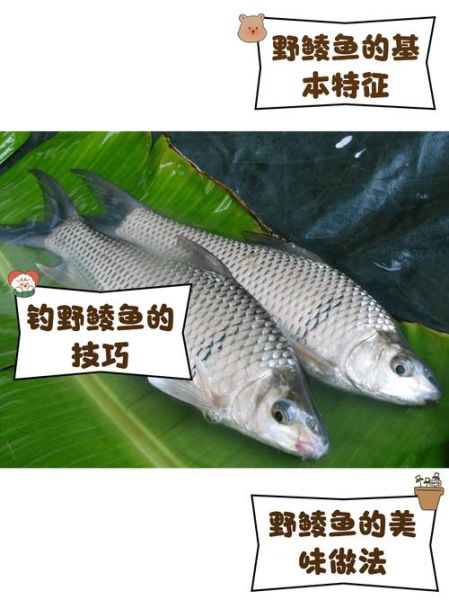 鲮鱼价格多少钱一斤_鲮鱼价格为何波动大-第3张图片-山城妙识 鲮鱼价格多少钱一斤_鲮鱼价格为何波动大-第3张图片-山城妙识