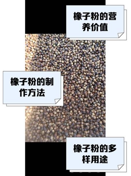 橡子粉的功效与作用_橡子粉怎么吃效果最好-第1张图片-山城妙识 橡子粉的功效与作用_橡子粉怎么吃效果最好-第1张图片-山城妙识