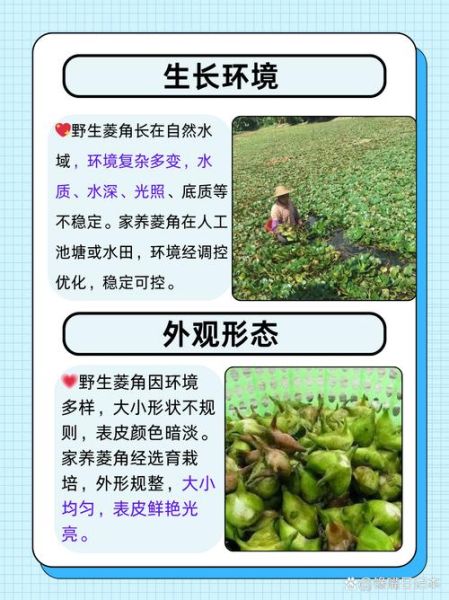 菱角生吃对身体有害吗_生吃菱角注意事项-第1张图片-山城妙识