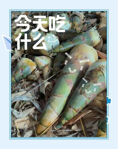竹笋怎么处理要削皮吗_竹笋去涩味方法-第2张图片-山城妙识 竹笋怎么处理要削皮吗_竹笋去涩味方法-第2张图片-山城妙识