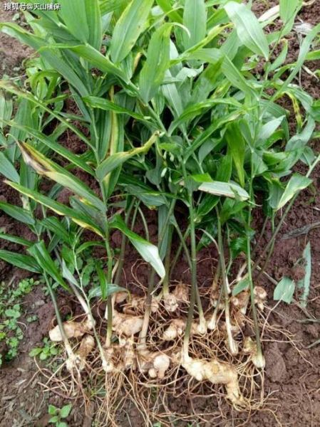 十大暴利种植行业有哪些_2024年种什么最赚钱-第2张图片-山城妙识 十大暴利种植行业有哪些_2024年种什么最赚钱-第2张图片-山城妙识