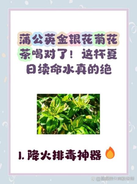 金银花和菊花泡水喝的功效_上火能一起喝吗-第1张图片-山城妙识 金银花和菊花泡水喝的功效_上火能一起喝吗-第1张图片-山城妙识