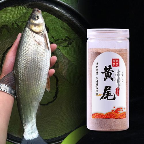 黄尾鱼怎么钓_黄尾鱼吃什么饵料-第1张图片-山城妙识 黄尾鱼怎么钓_黄尾鱼吃什么饵料-第1张图片-山城妙识