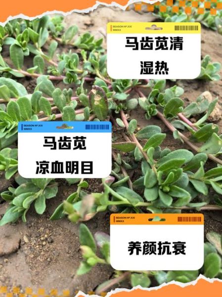 马齿苋的功效与作用是什么_马齿苋怎么吃最好-第2张图片-山城妙识 马齿苋的功效与作用是什么_马齿苋怎么吃最好-第2张图片-山城妙识