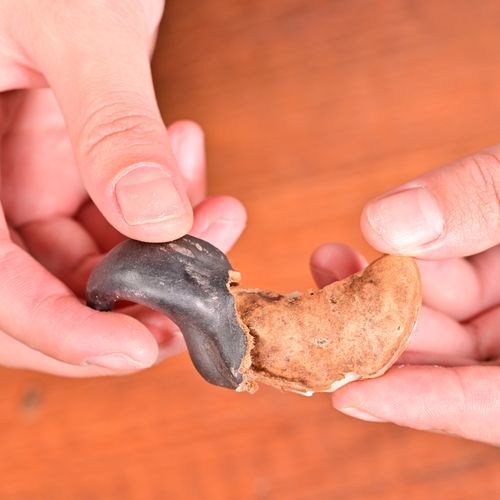 菱角怎么剥壳_新鲜菱角快速去壳技巧-第2张图片-山城妙识 菱角怎么剥壳_新鲜菱角快速去壳技巧-第2张图片-山城妙识