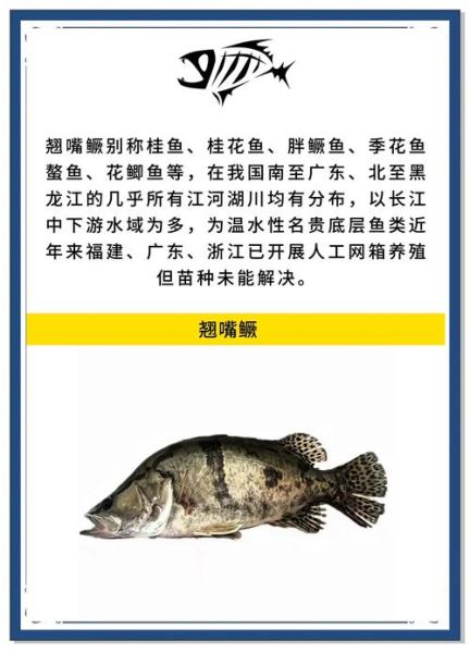 鳜鱼有几种怎么区别_鳜鱼品种识别方法-第2张图片-山城妙识 鳜鱼有几种怎么区别_鳜鱼品种识别方法-第2张图片-山城妙识