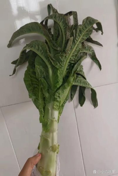 莴苣叶子什么人不能吃_哪些人群需谨慎-第2张图片-山城妙识 莴苣叶子什么人不能吃_哪些人群需谨慎-第2张图片-山城妙识