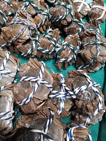 绑好的螃蟹需要解开清洗吗_蒸之前要不要松绑-第1张图片-山城妙识