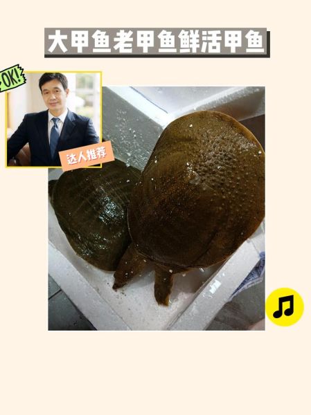 菜市场甲鱼多少钱一斤_活甲鱼价格怎么区分-第2张图片-山城妙识 菜市场甲鱼多少钱一斤_活甲鱼价格怎么区分-第2张图片-山城妙识