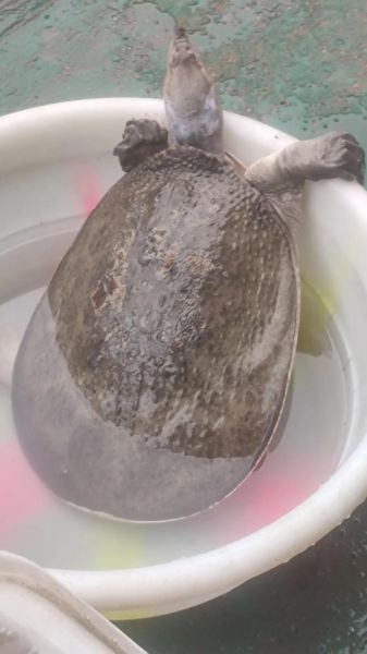 菜市场甲鱼多少钱一斤_活甲鱼价格怎么区分-第3张图片-山城妙识 菜市场甲鱼多少钱一斤_活甲鱼价格怎么区分-第3张图片-山城妙识