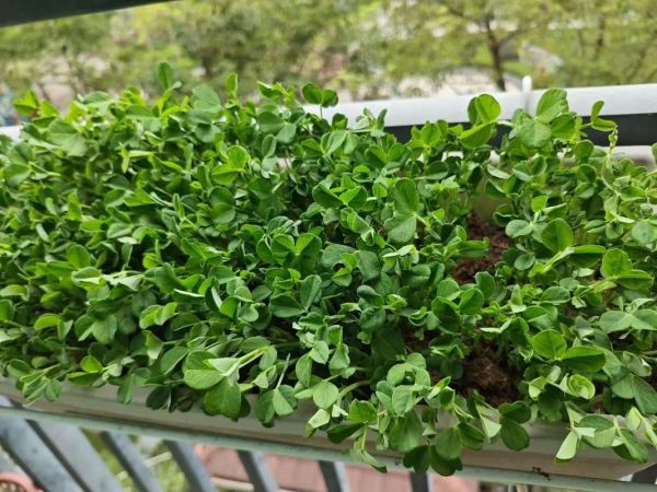 豆苗怎么种_豆苗种植多久可以收割-第3张图片-山城妙识 豆苗怎么种_豆苗种植多久可以收割-第3张图片-山城妙识