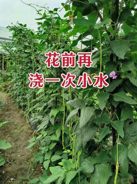 豆苗怎么种_豆苗种植多久可以收割-第1张图片-山城妙识 豆苗怎么种_豆苗种植多久可以收割-第1张图片-山城妙识