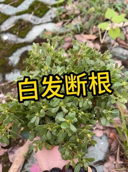 马齿苋治白发有效吗_马齿苋治白发怎么用-第3张图片-山城妙识 马齿苋治白发有效吗_马齿苋治白发怎么用-第3张图片-山城妙识
