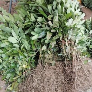 香叶树苗多少钱一棵_香叶树苗价格行情-第3张图片-山城妙识 香叶树苗多少钱一棵_香叶树苗价格行情-第3张图片-山城妙识