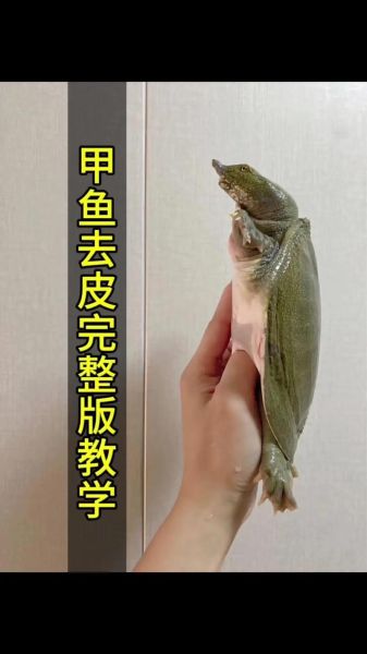 甲鱼怎么宰杀_甲鱼宰杀前怎么处理-第2张图片-山城妙识 甲鱼怎么宰杀_甲鱼宰杀前怎么处理-第2张图片-山城妙识