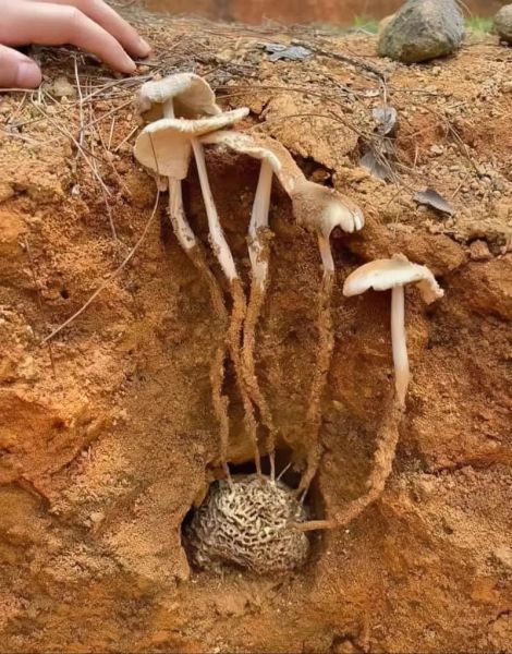 鸡枞菌怎么吃最好_鸡枞菌有什么功效-第3张图片-山城妙识 鸡枞菌怎么吃最好_鸡枞菌有什么功效-第3张图片-山城妙识