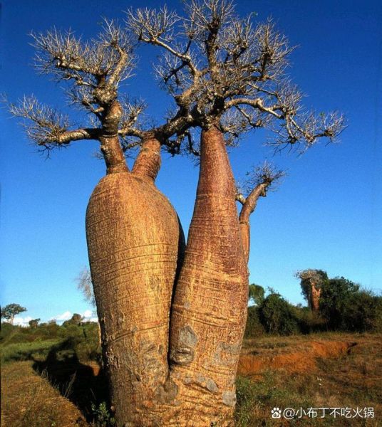 猴面包树图片高清_猴面包树真实照片在哪里找-第2张图片-山城妙识 猴面包树图片高清_猴面包树真实照片在哪里找-第2张图片-山城妙识