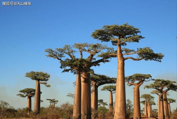 猴面包树图片高清_猴面包树真实照片在哪里找-第1张图片-山城妙识 猴面包树图片高清_猴面包树真实照片在哪里找-第1张图片-山城妙识