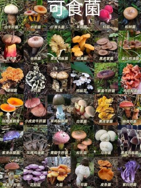 野山菌图片怎么识别_野山菌有毒吗-第1张图片-山城妙识 野山菌图片怎么识别_野山菌有毒吗-第1张图片-山城妙识