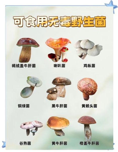 野山菌图片怎么识别_野山菌有毒吗-第2张图片-山城妙识 野山菌图片怎么识别_野山菌有毒吗-第2张图片-山城妙识