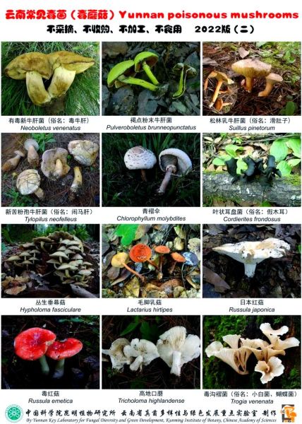 野山菌图片怎么识别_野山菌有毒吗-第3张图片-山城妙识 野山菌图片怎么识别_野山菌有毒吗-第3张图片-山城妙识