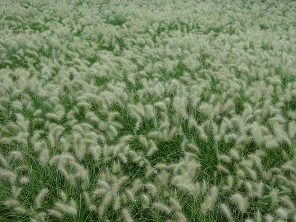 狼尾草图片_狼尾草长什么样-第2张图片-山城妙识 狼尾草图片_狼尾草长什么样-第2张图片-山城妙识