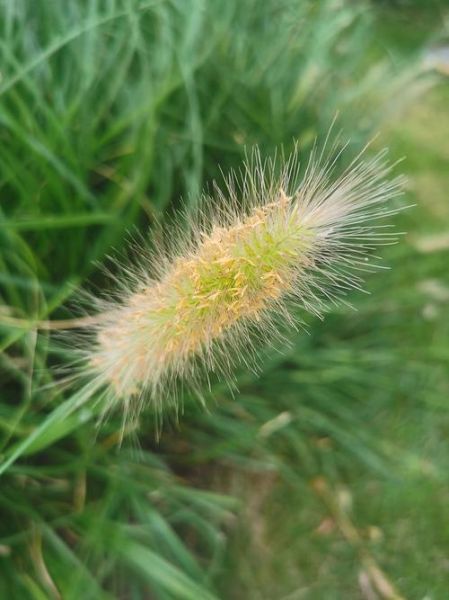 狼尾草图片_狼尾草长什么样-第3张图片-山城妙识 狼尾草图片_狼尾草长什么样-第3张图片-山城妙识