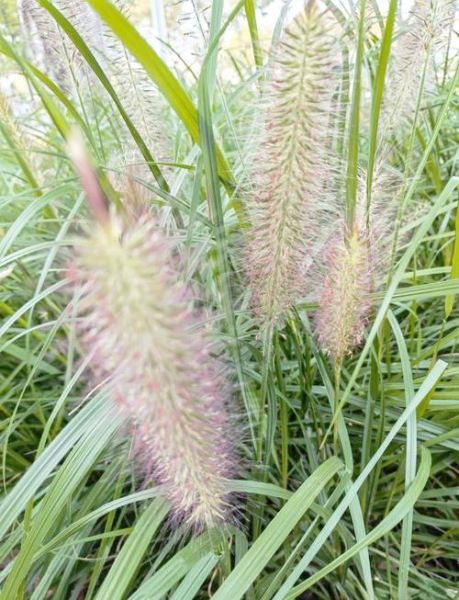 狼尾草图片_狼尾草长什么样-第1张图片-山城妙识 狼尾草图片_狼尾草长什么样-第1张图片-山城妙识